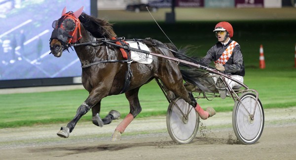 Eurokash gets it right in the end at Alexandra Park | Harness Racing ...