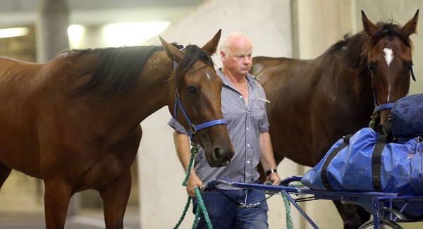 Stormont settling into his new life | Harness Racing New Zealand