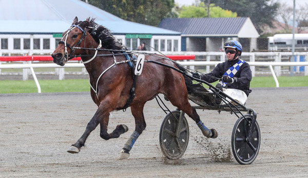 Majestic Man explodes back to his best | Harness Racing New Zealand