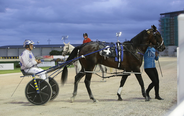 Butcher gets back to back Group One's | Harness Racing New Zealand