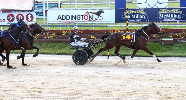 Sioux Princess retired after 18 wins and 162 starts | Harness Racing ...